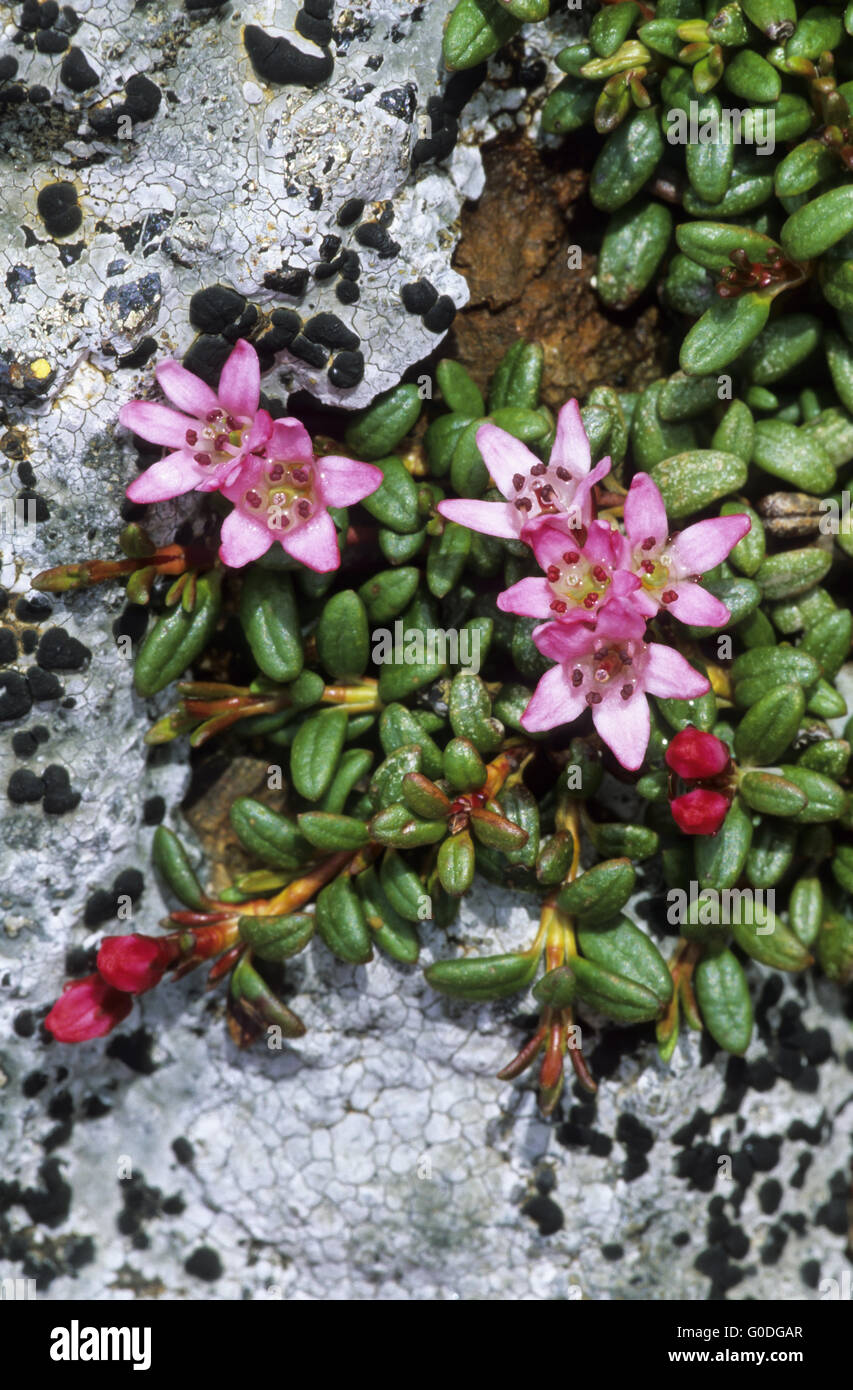 Trailing azalea hi-res stock photography and images - Alamy