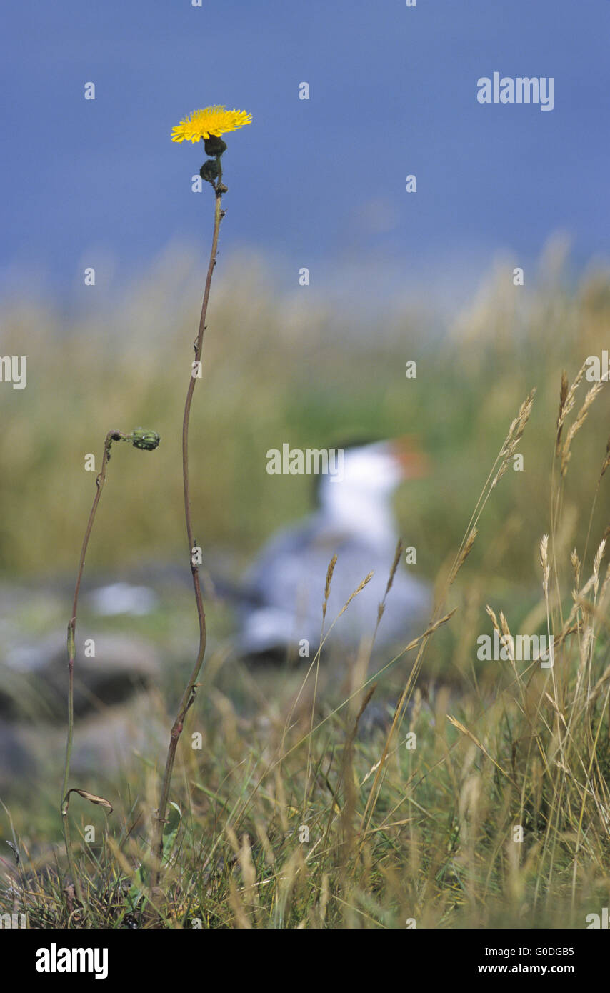 Dindle is a medicinal plant Stock Photo - Alamy