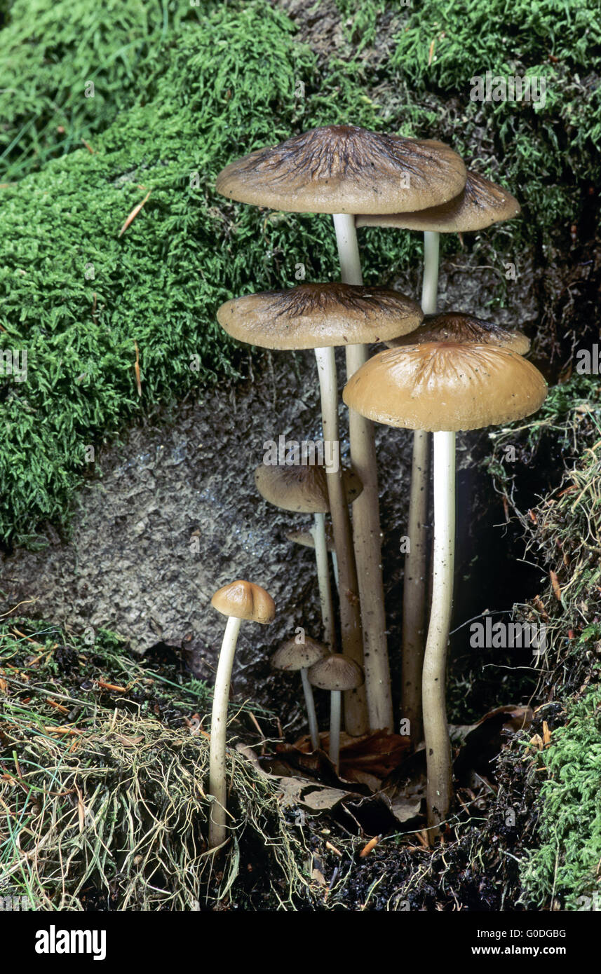Deep root mushroom hymenopellis radicata hi-res stock photography and ...
