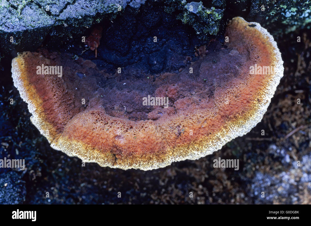 Ischnoderma Benzoinum High Resolution Stock Photography and Images - Alamy
