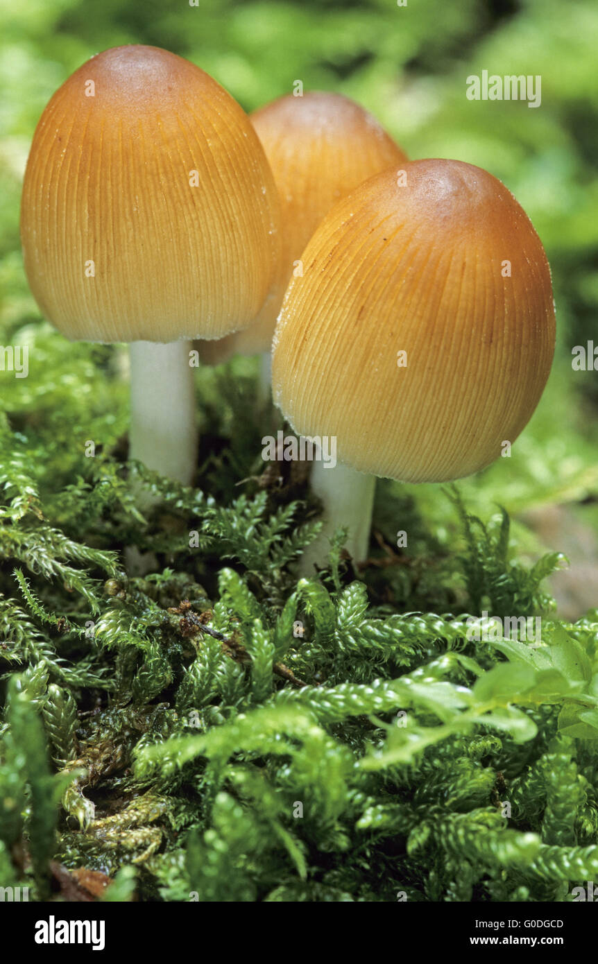Mica cap mushroom hi-res stock photography and images - Alamy