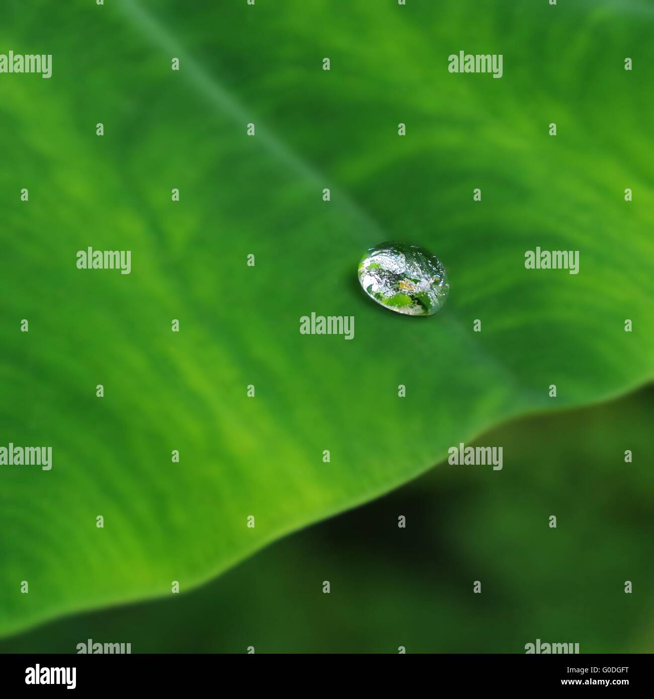 Regentropfen blatt hi-res stock photography and images - Alamy