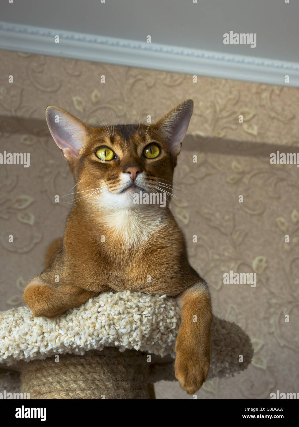 Abyssinian cat ears hi-res stock photography and images - Alamy