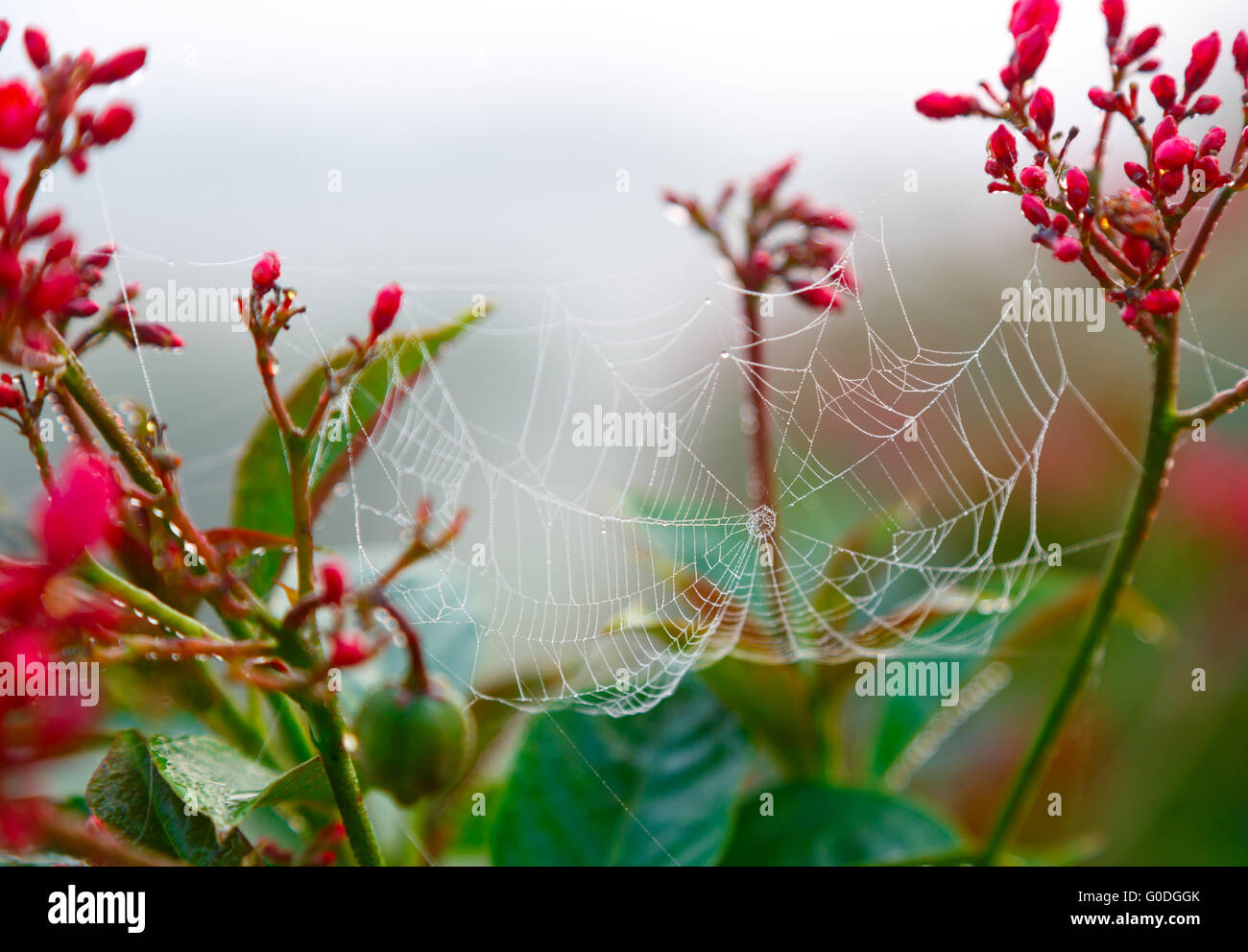 Pattern dew hi-res stock photography and images - Alamy