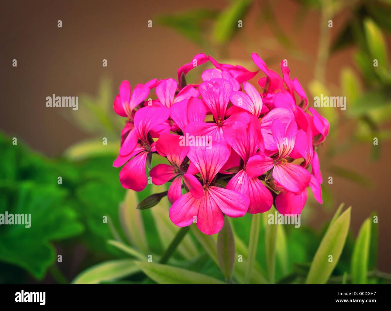 Primrose flower bush hi-res stock photography and images - Alamy