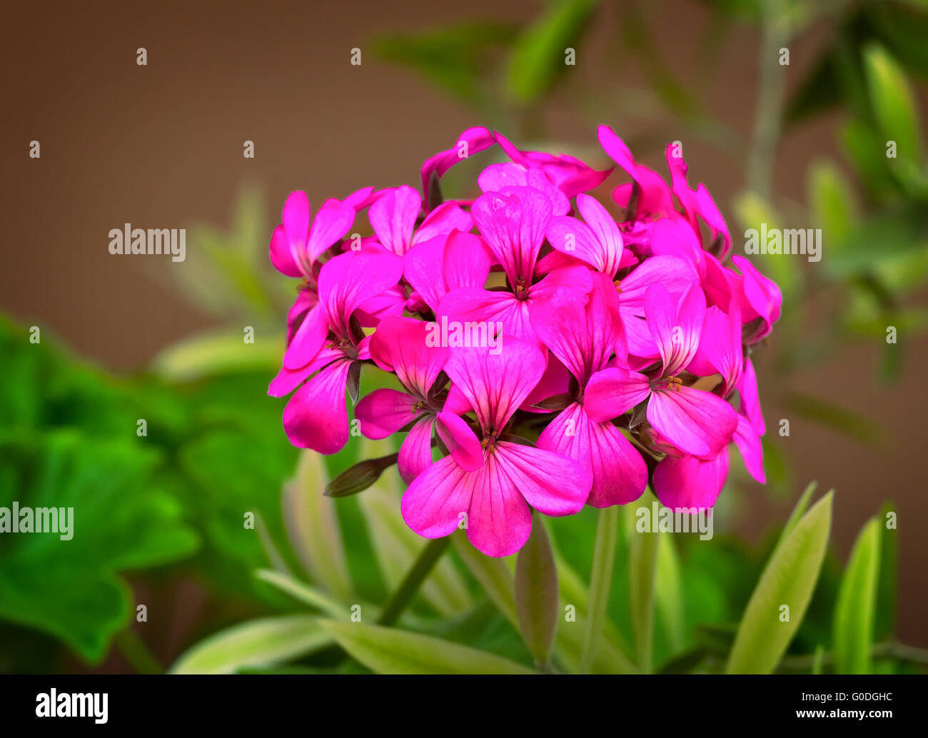 Beautiful primrose flower among green leaves in th Stock Photo - Alamy