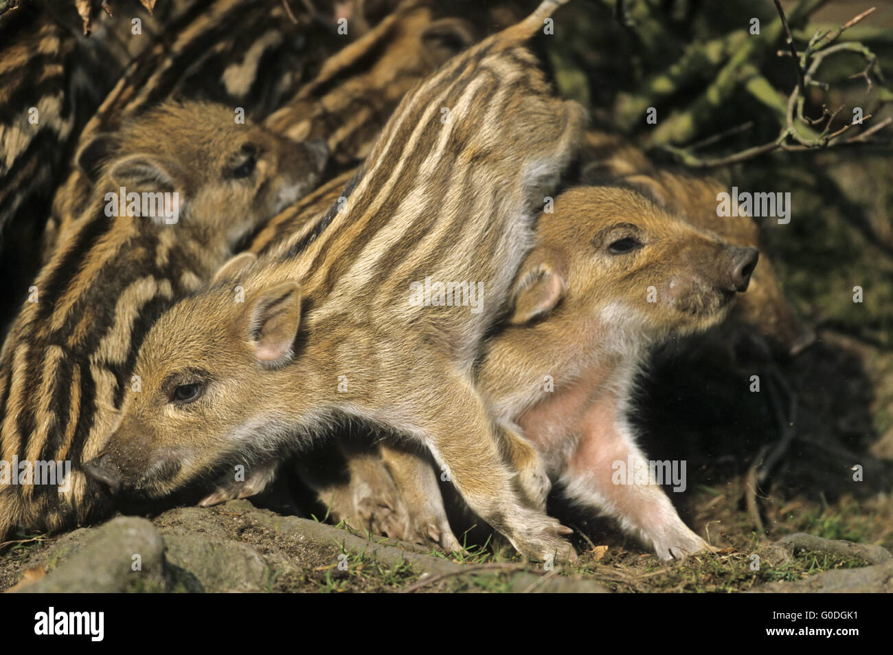 Wild Boar piglets playfully fighting Stock Photo - Alamy