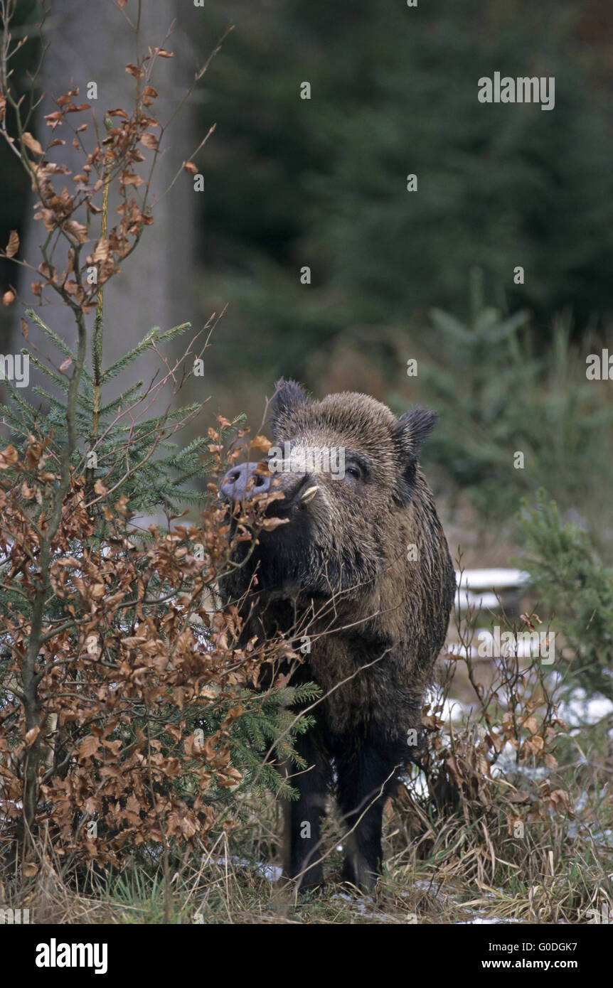 Mating season of wild boars hi-res stock photography and images - Alamy