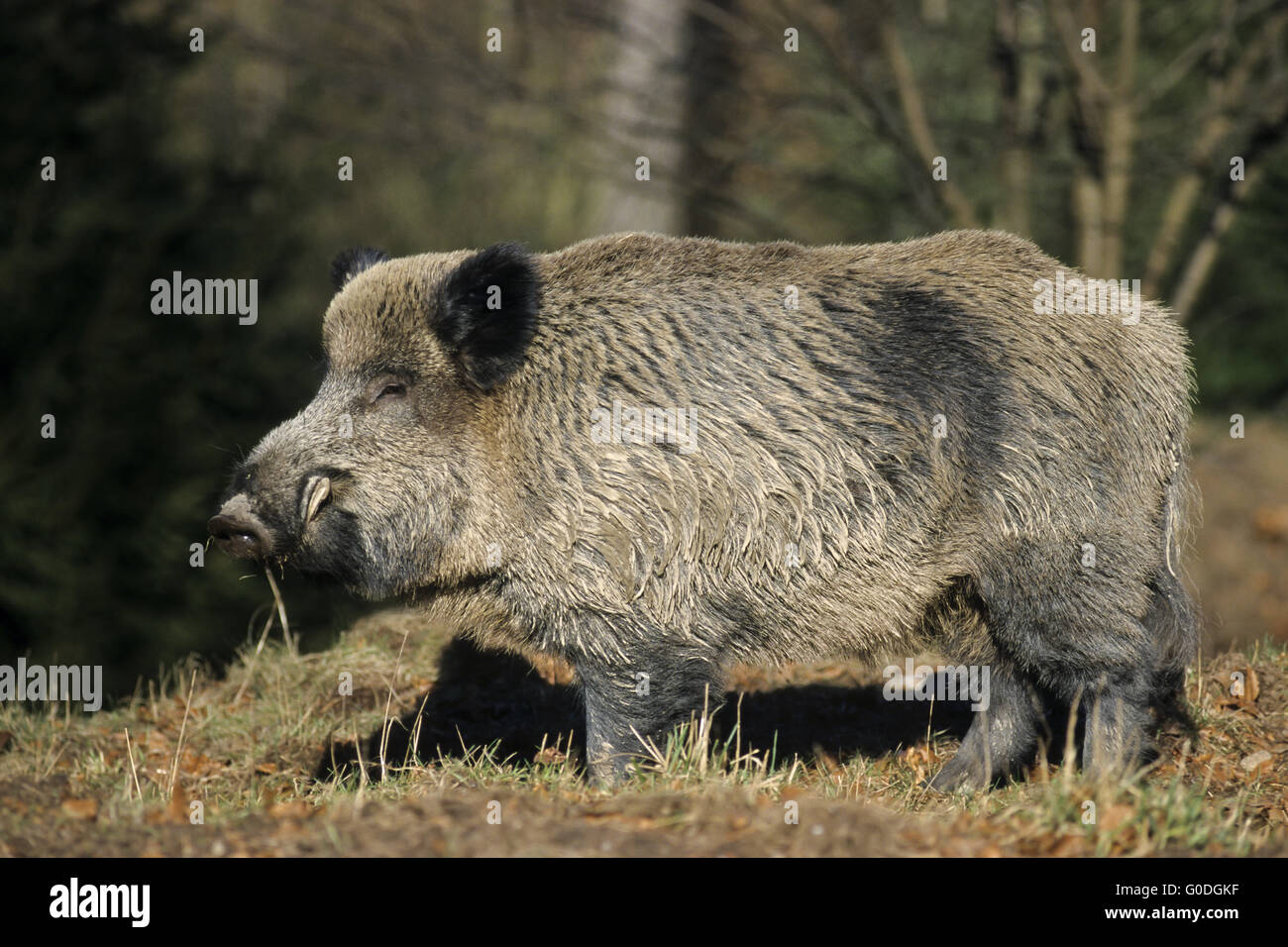 Boar hog stand observes conspecifics Stock Photo - Alamy
