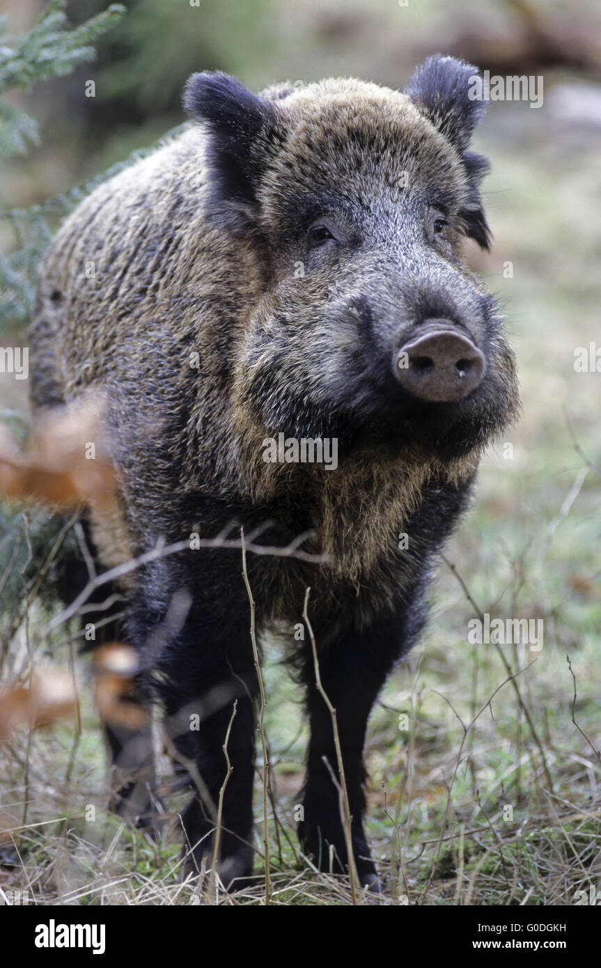 Wild boar tusker observes alert conspecifics Stock Photo - Alamy