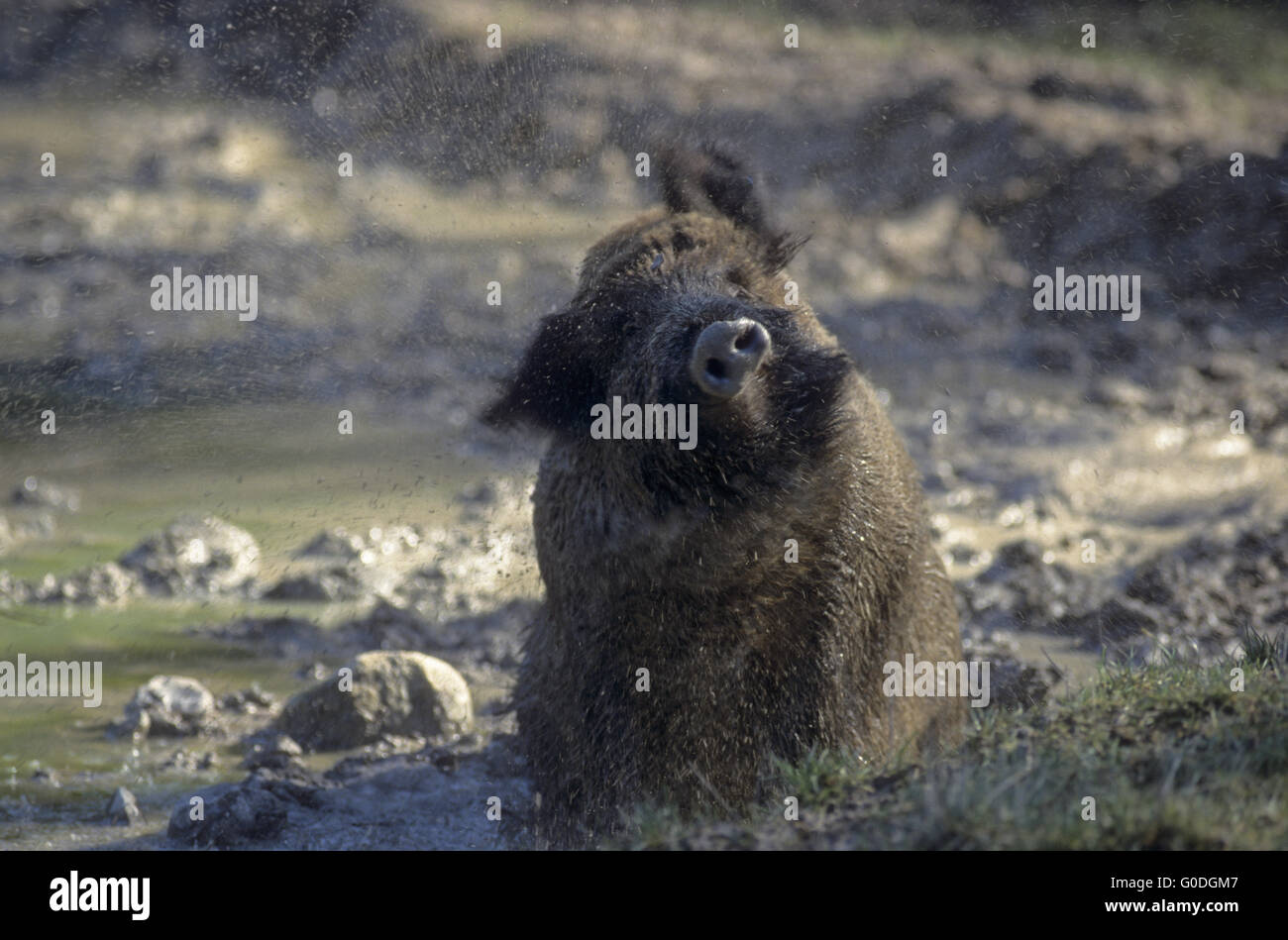 Wild Boar sow takes a mud-bath in a wallow Stock Photo - Alamy