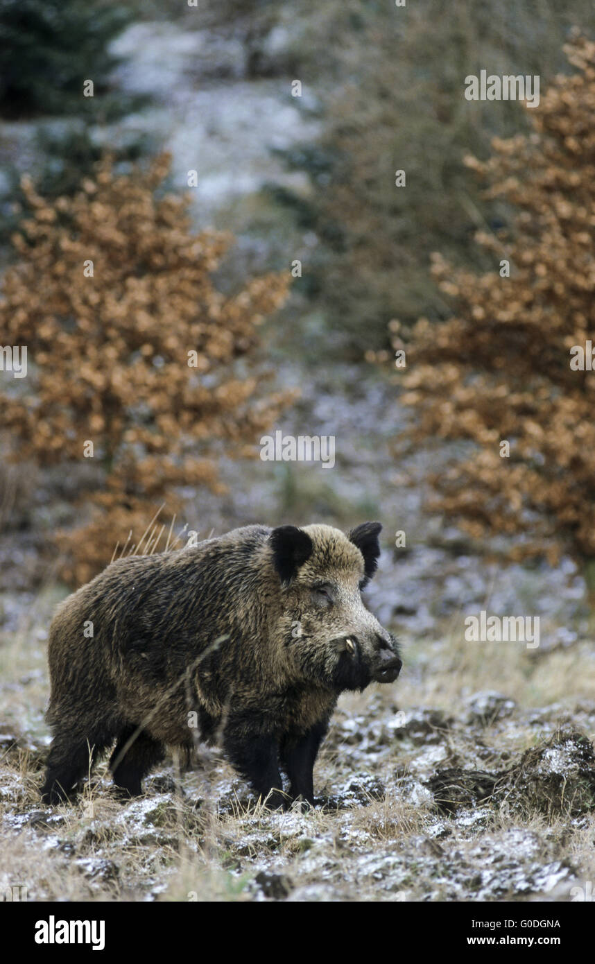 Wild Boar tusker searches Wild sows in the rut Stock Photo - Alamy
