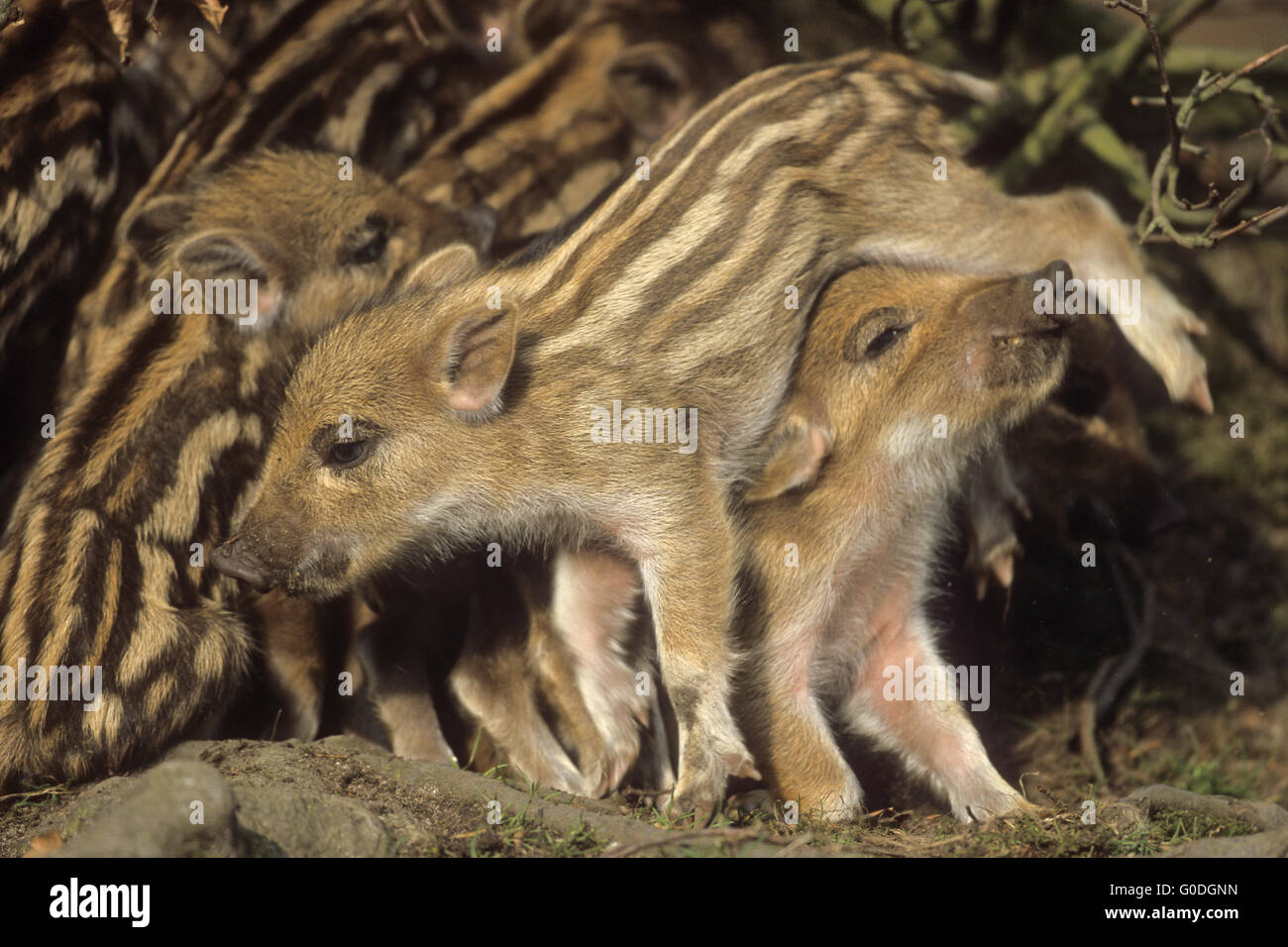 Wild Boar piglets playfully fighting Stock Photo - Alamy