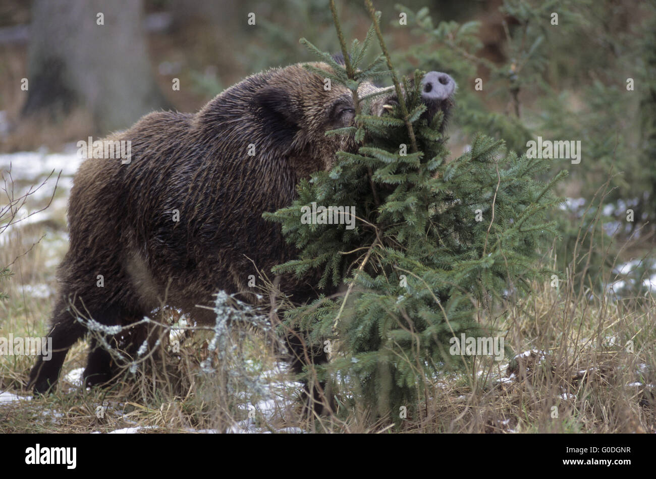 Wild Boar tusker marks his territory in the rut Stock Photo - Alamy