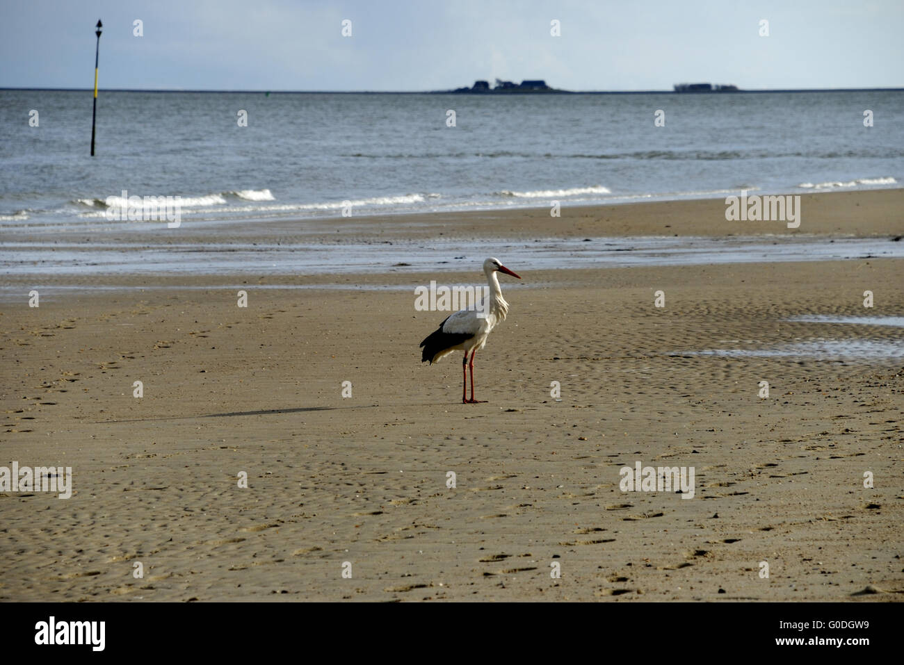 White Stork on the beach Stock Photo - Alamy