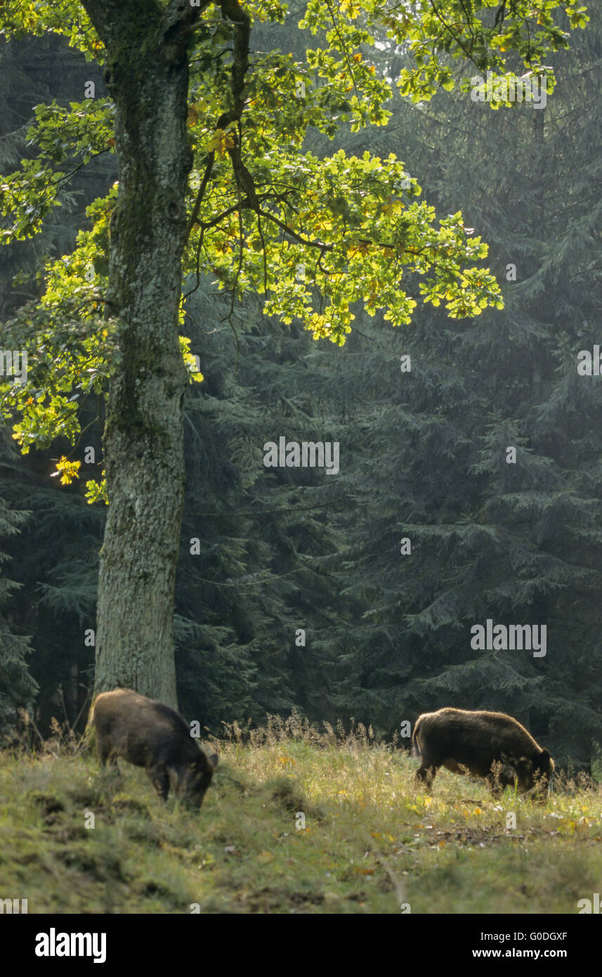 Wild sow and young Wild Boar search acorns Stock Photo - Alamy
