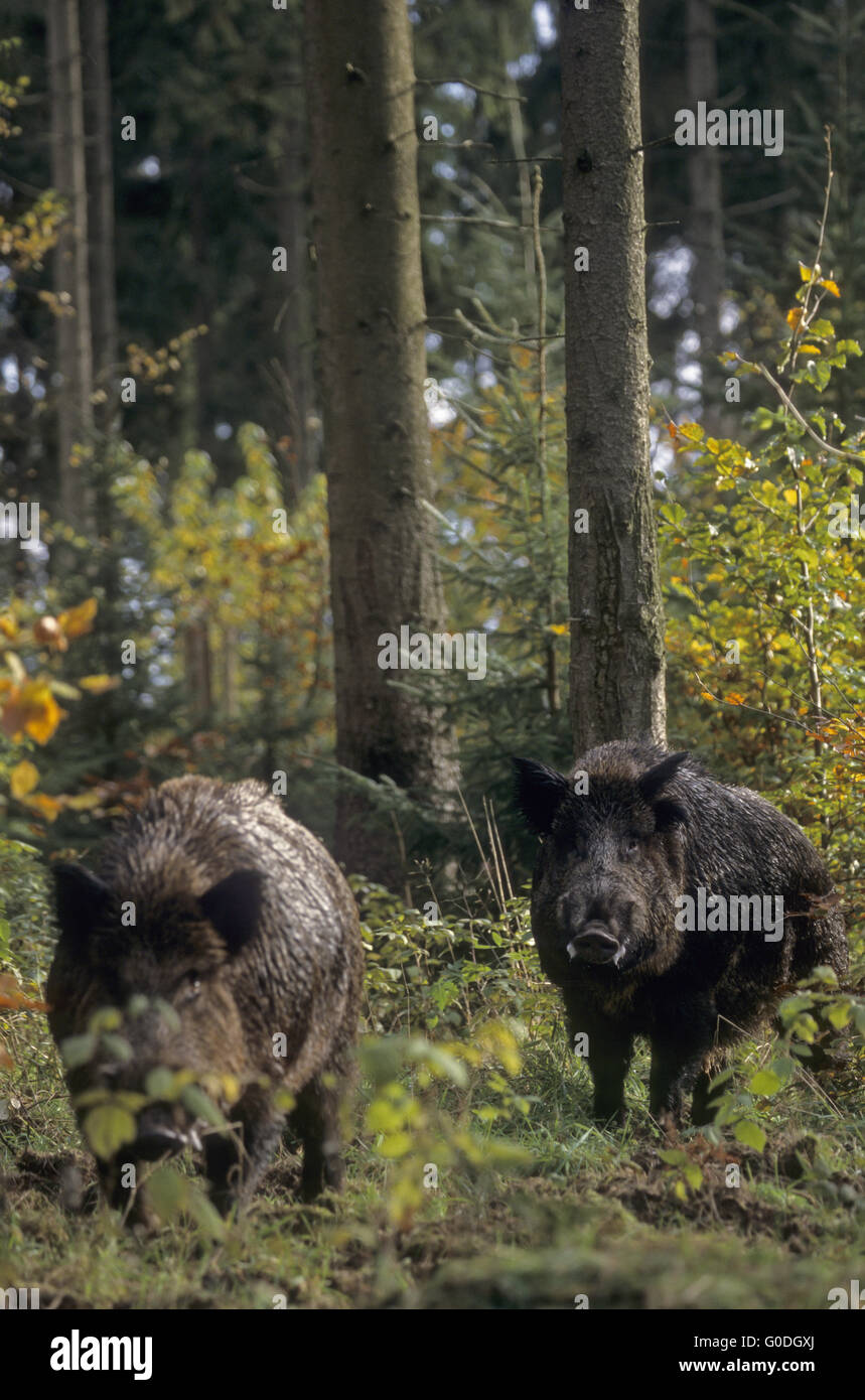 Wild Boar tusker search sows in the rut Stock Photo - Alamy