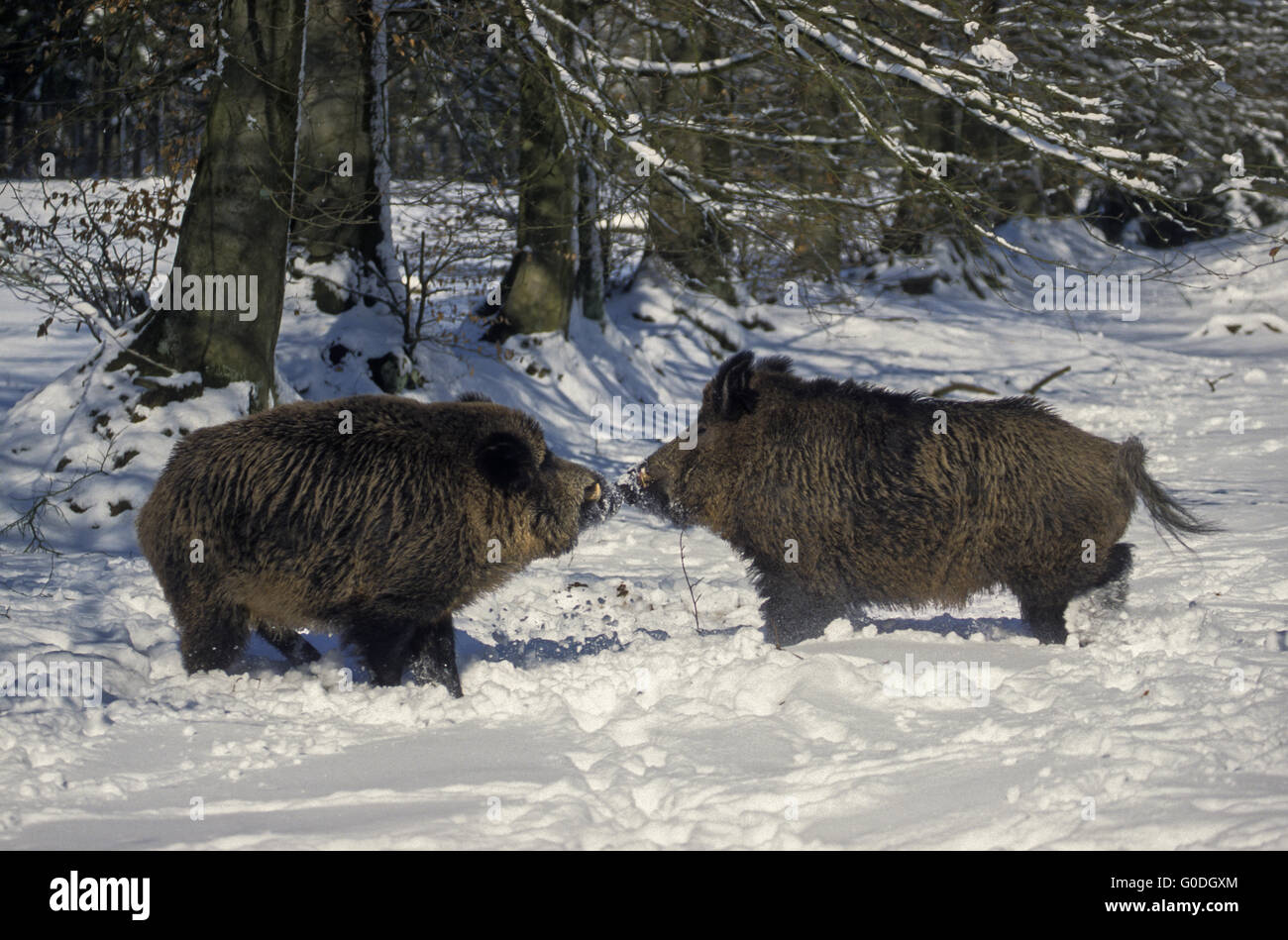 Wild Boar hog fight for the hierachy Stock Photo - Alamy
