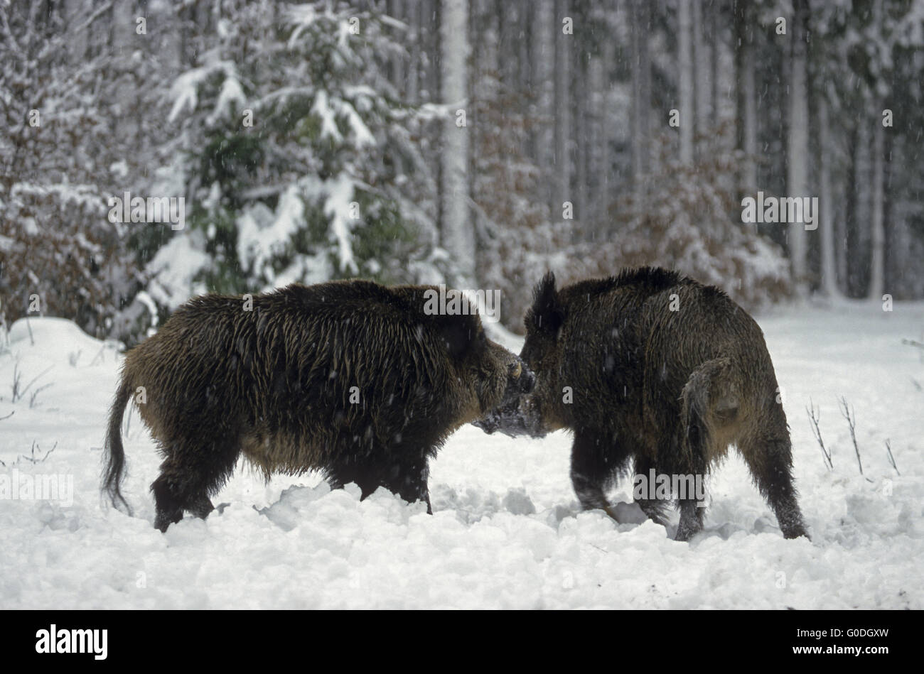 Pig wrangling hi-res stock photography and images - Alamy