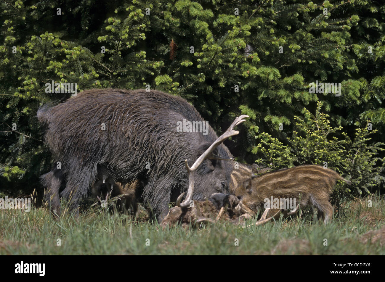 Dead wild boars hi-res stock photography and images - Alamy