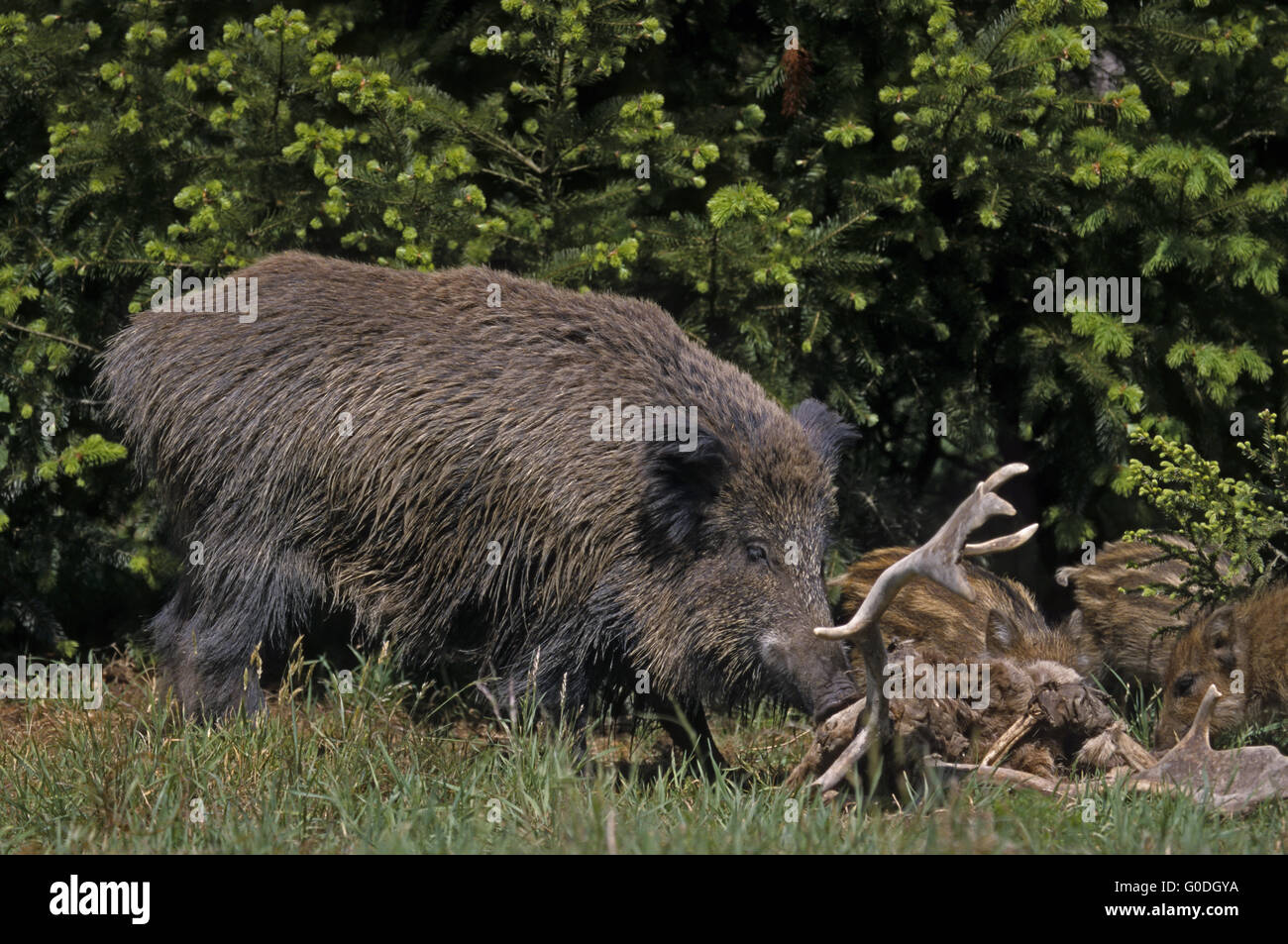 Wild Boar sow and piglets feed a dead Fallow Deer Stock Photo - Alamy