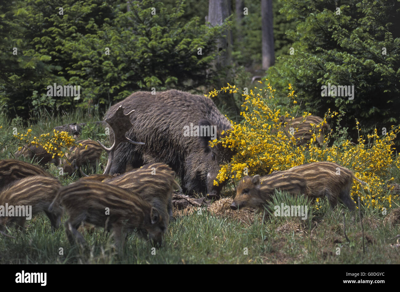 Wild Boar sow and piglets feed a dead Fallow Deer Stock Photo - Alamy