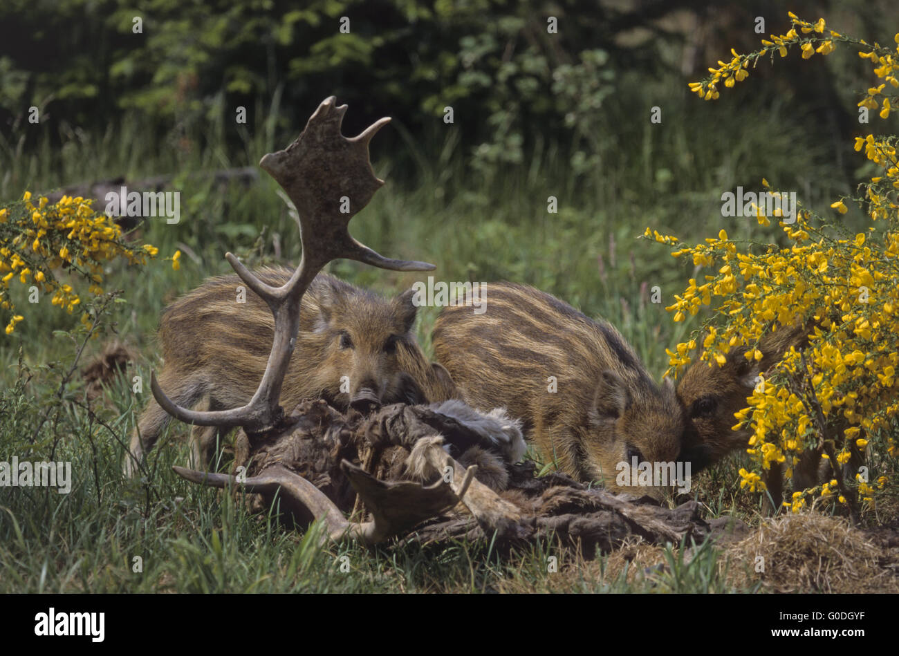 Wild Boar piglets feed a dead Fallow Deer Stock Photo - Alamy