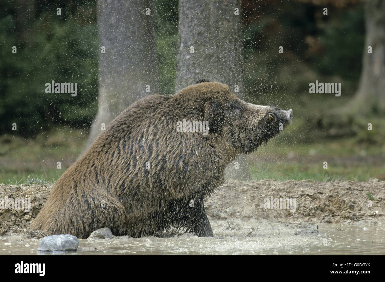 Wild Boar tusker takes a mud-bath in a wallow Stock Photo - Alamy