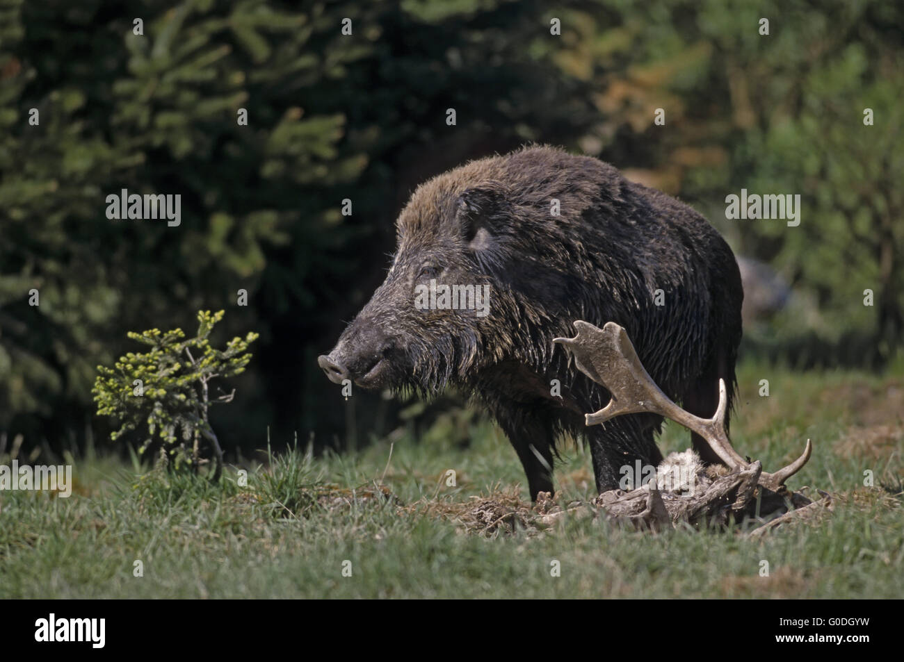 Wild Boar sow feeds a dead Fallow Deer stag Stock Photo - Alamy