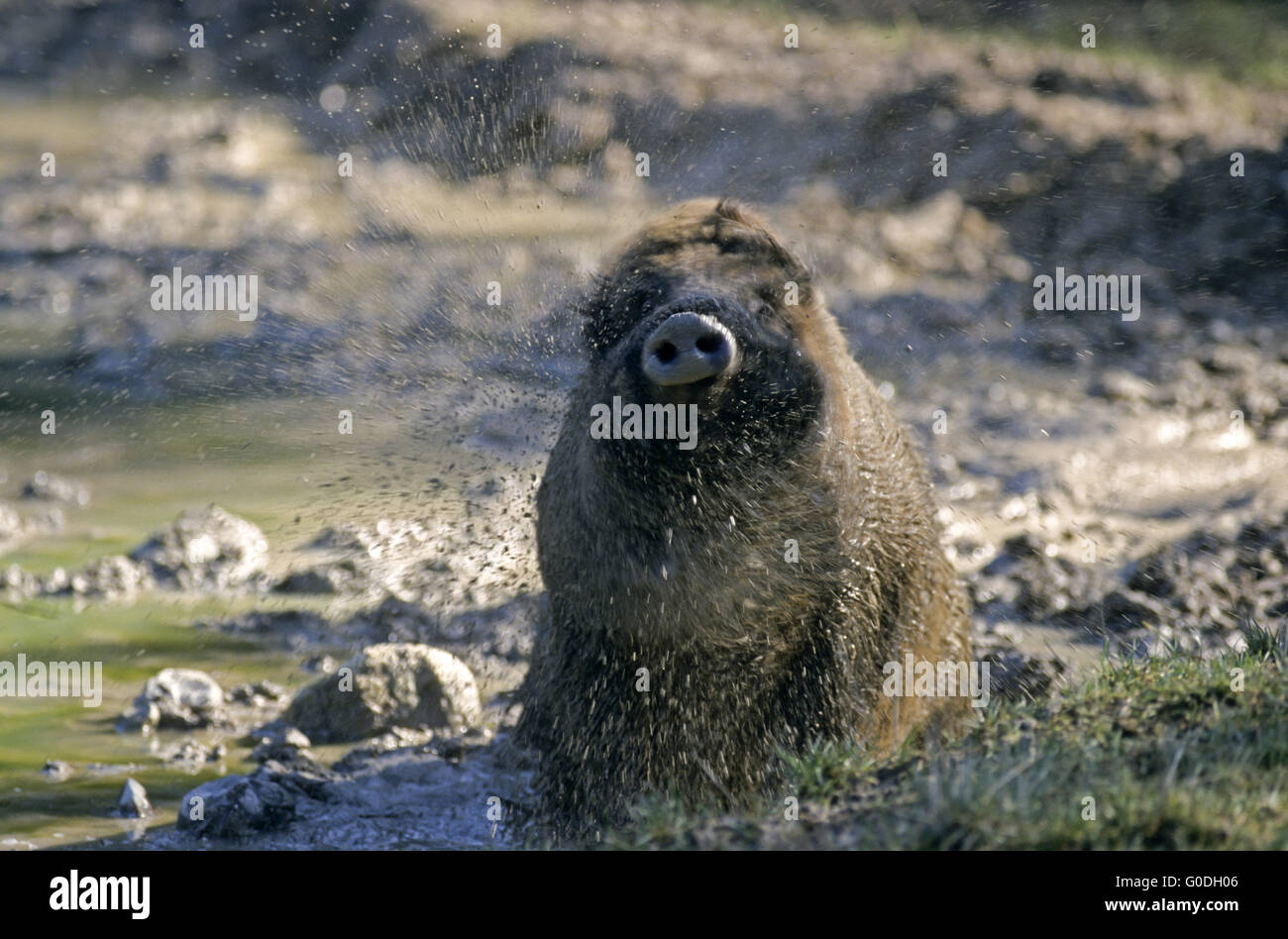 Hog wallow hi-res stock photography and images - Alamy