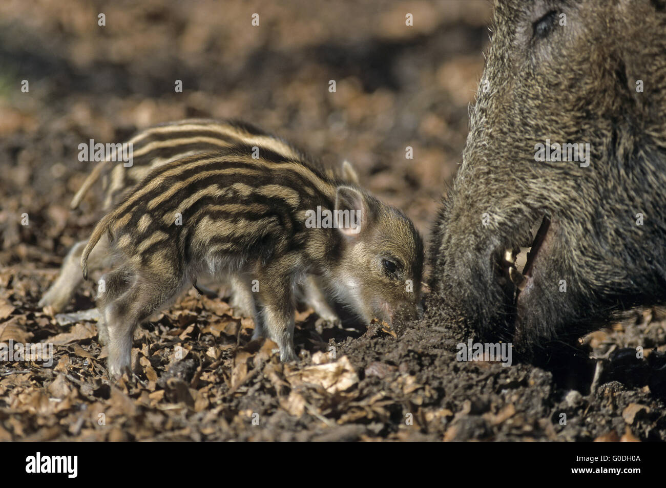 Wild sow and piglets dig for food Stock Photo - Alamy
