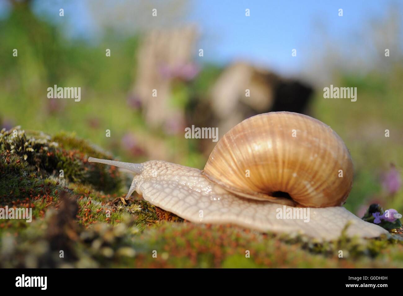 Snail riding on moss in garden in spring Stock Photo - Alamy