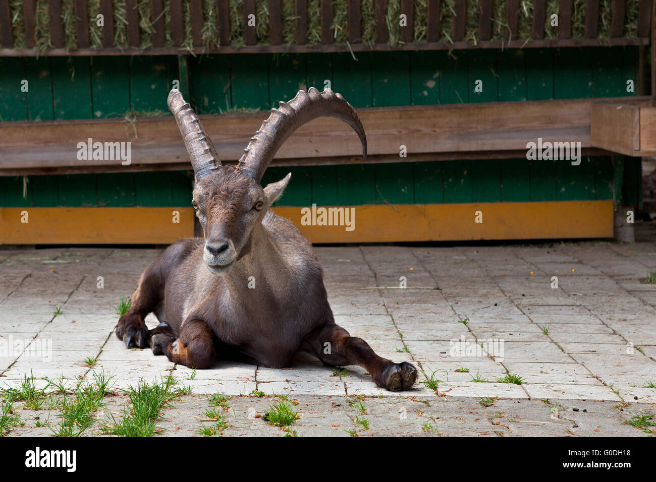 Resting male alpine ibex with big horns Stock Photo - Alamy