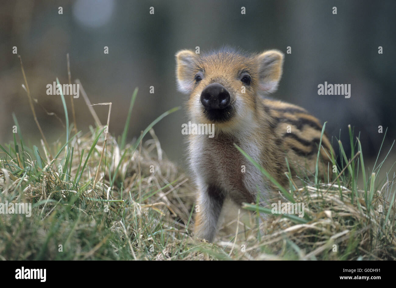 Wild Boar piglet observes the photographer Stock Photo - Alamy