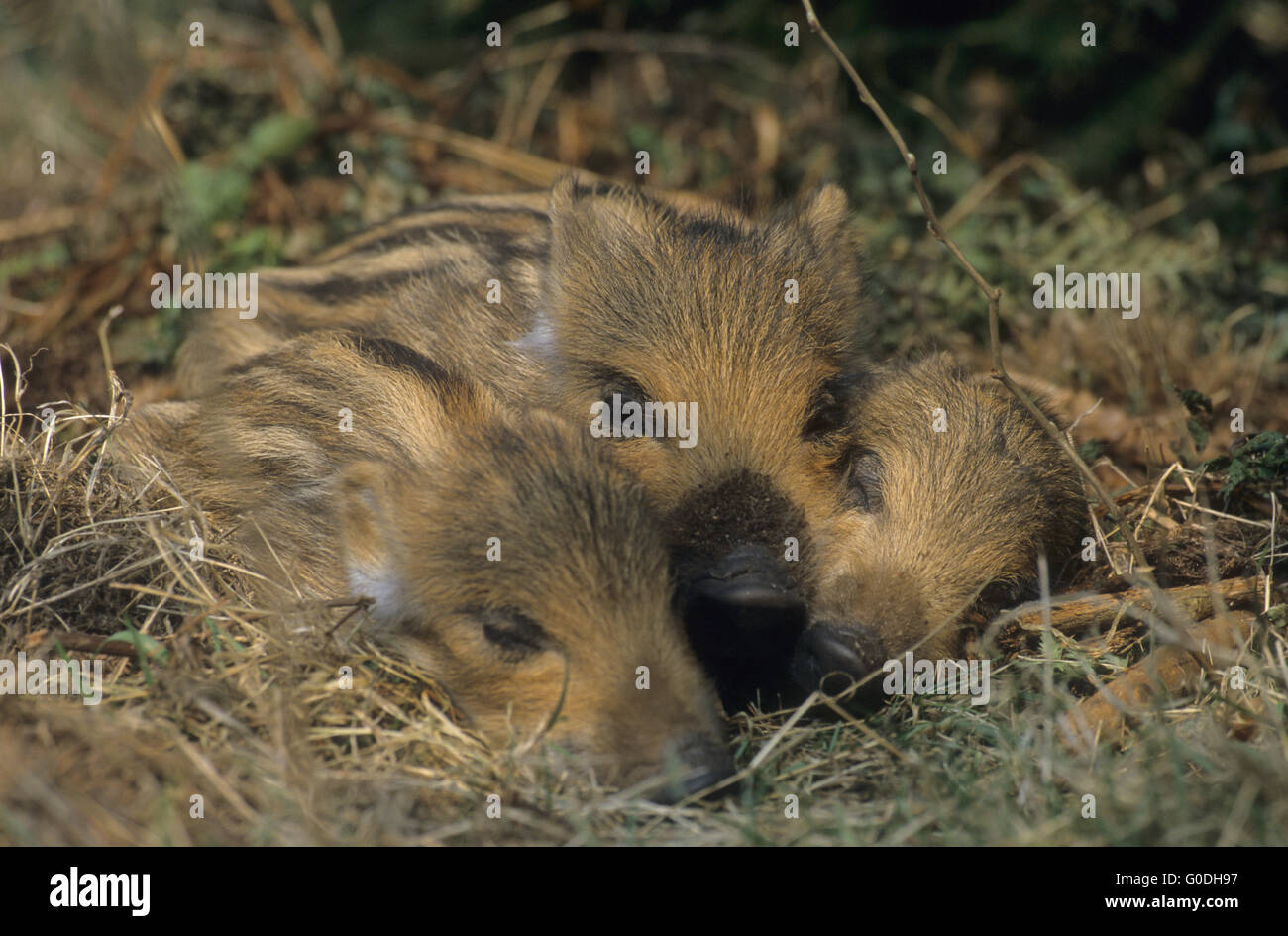 Wild Boar piglets lying close together and sleep Stock Photo - Alamy