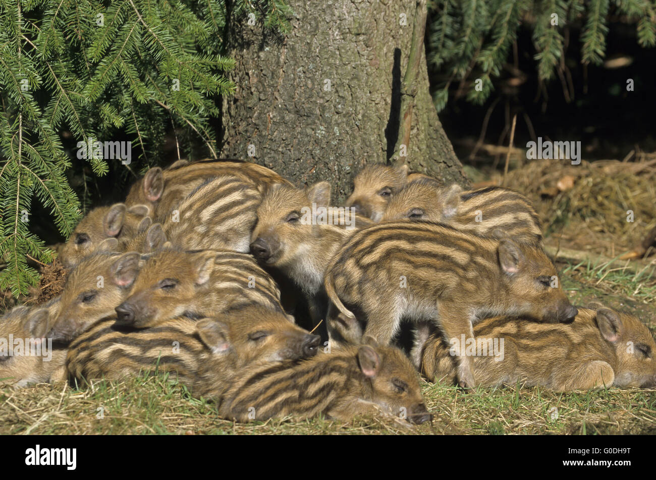 Wild Boar piglets lying close together and sleep Stock Photo - Alamy