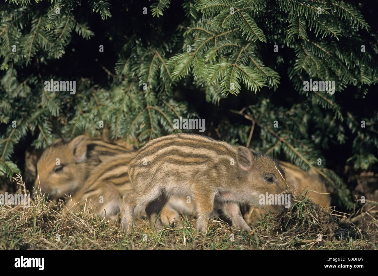 Wild Boar piglets lying close together and sleep Stock Photo - Alamy