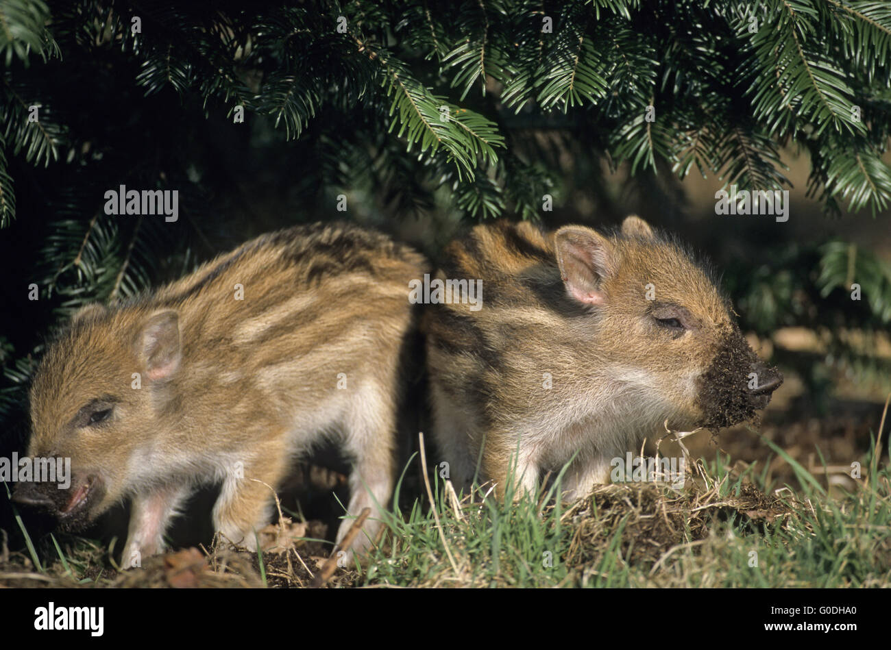 Wild Boar piglets find protection under branches Stock Photo - Alamy