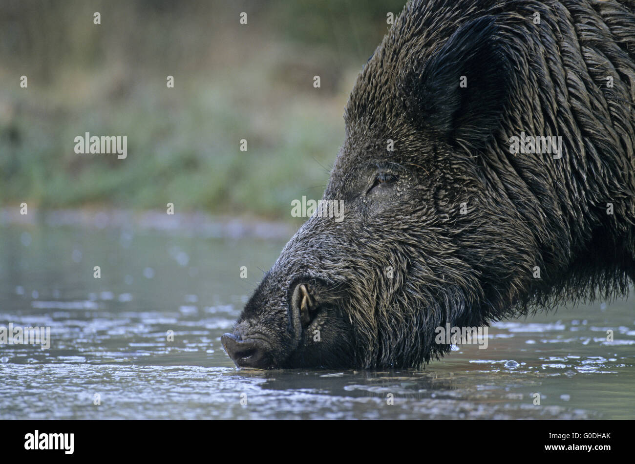 Wild Boar tusker visit a wallow and drinks water Stock Photo - Alamy