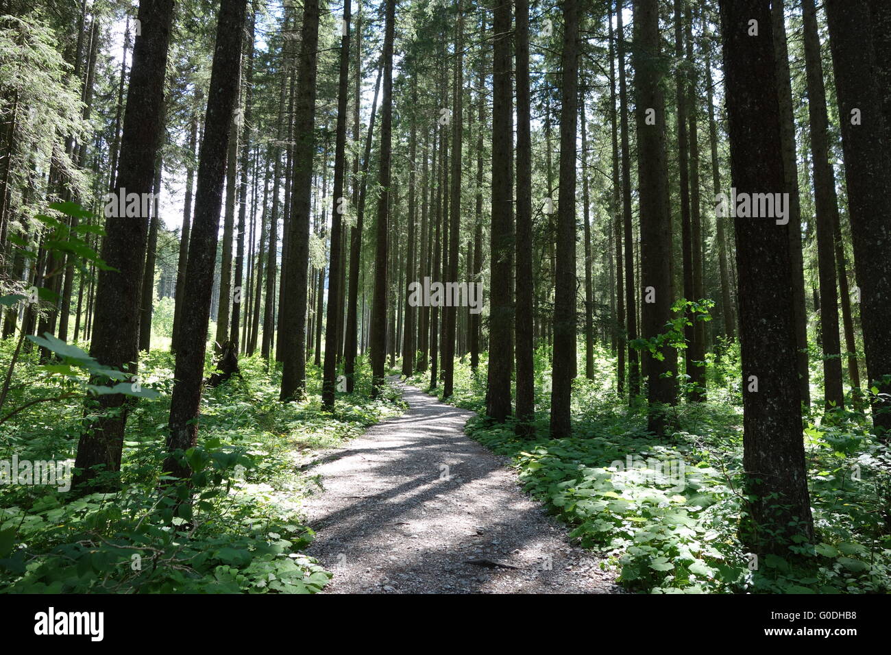 Calm walk forest hi-res stock photography and images - Alamy