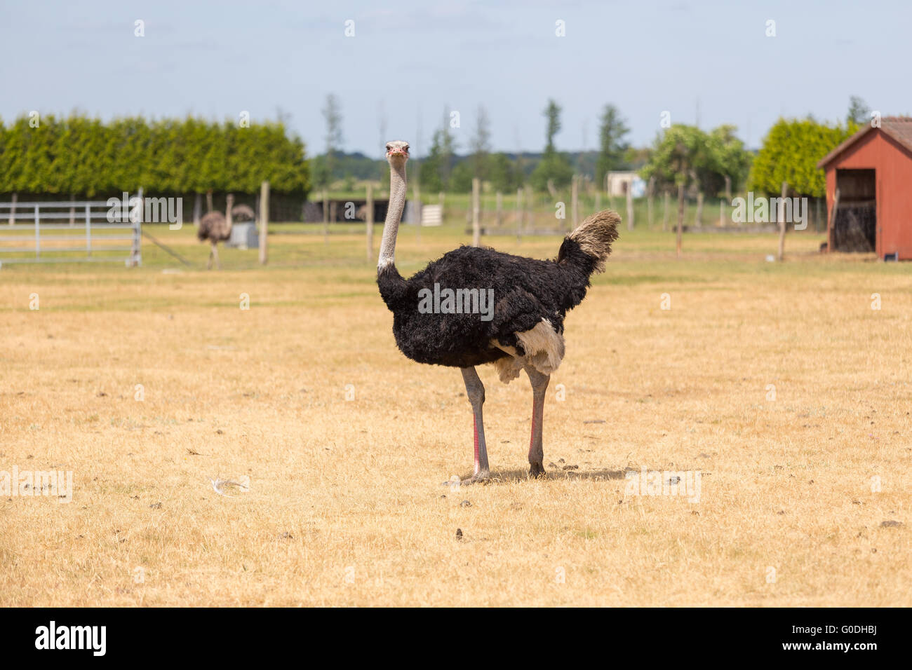 Breeding ostrich hi-res stock photography and images - Alamy