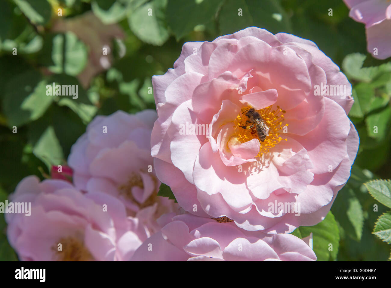 Peasant rose with bee Stock Photo - Alamy