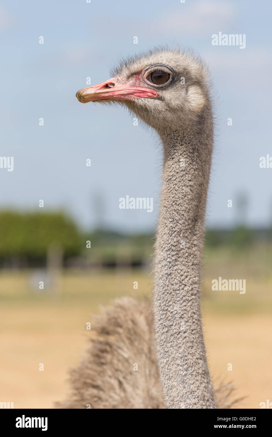 Ostrich from the front Stock Photo - Alamy