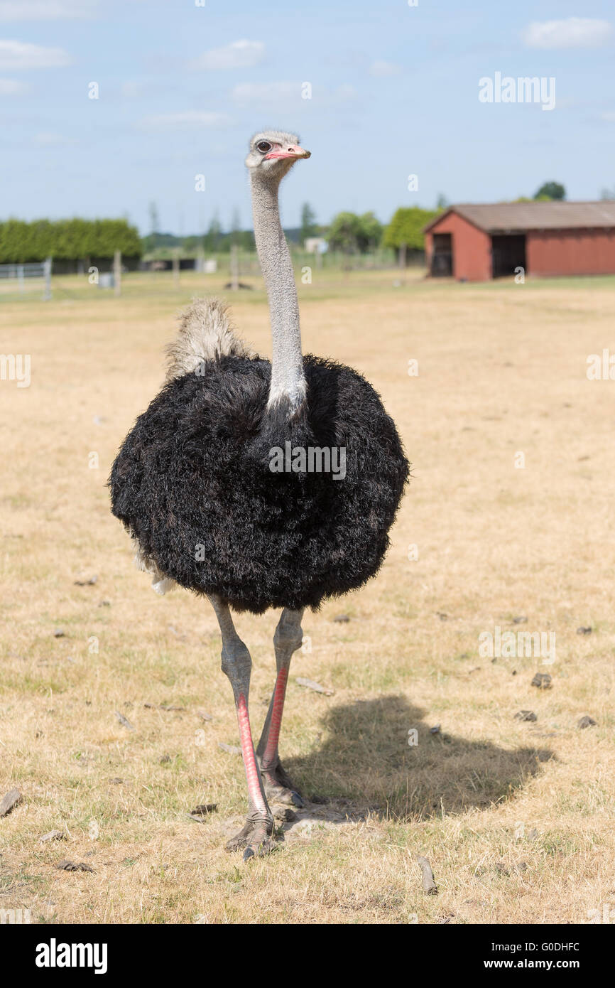 Ostrich Full Frame Stock Photo - Alamy