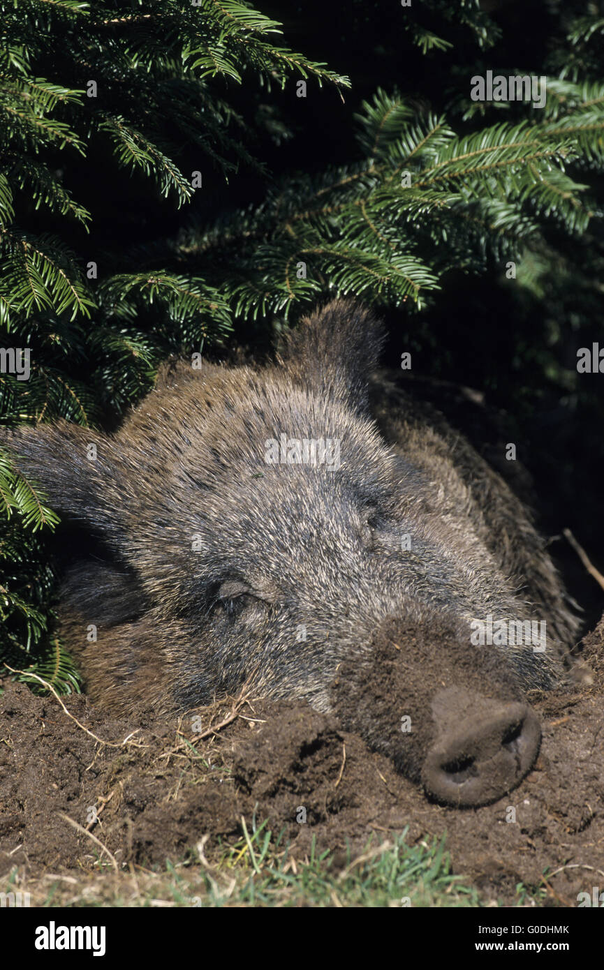Wild Boar sow portrait during sleep Stock Photo - Alamy