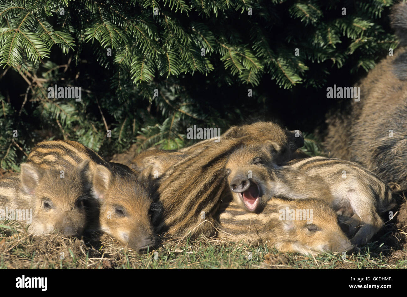 Wild Boar sow and piglets lying close together Stock Photo - Alamy