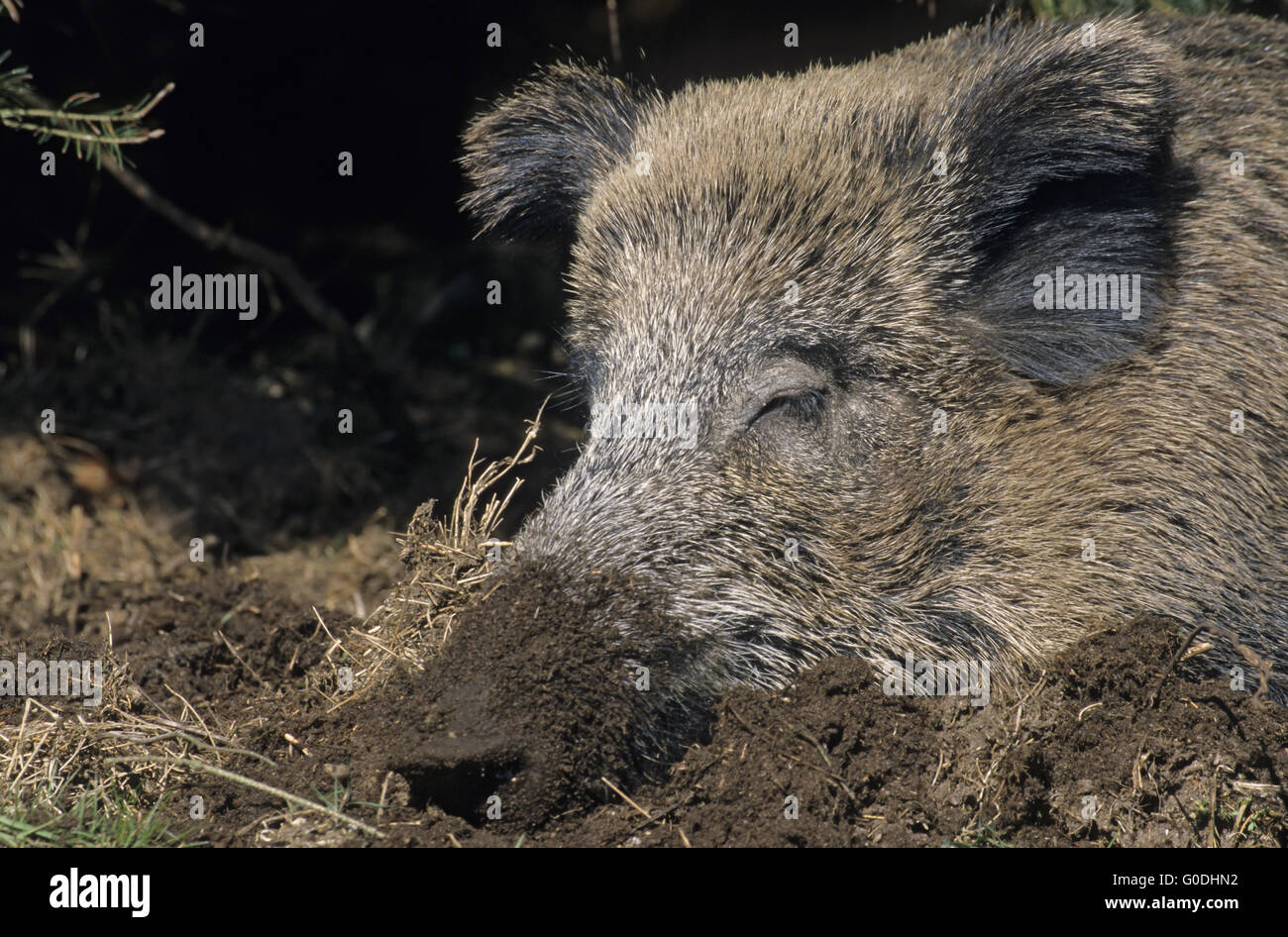 Wild Boar sow portrait during sleep Stock Photo - Alamy