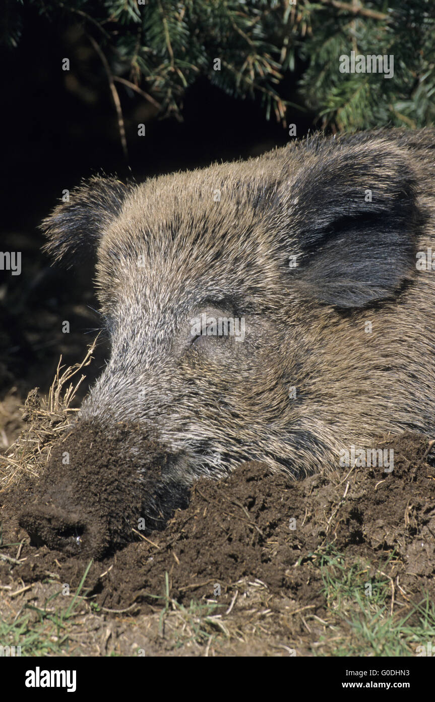 Wild Boar sow portrait during sleep Stock Photo - Alamy