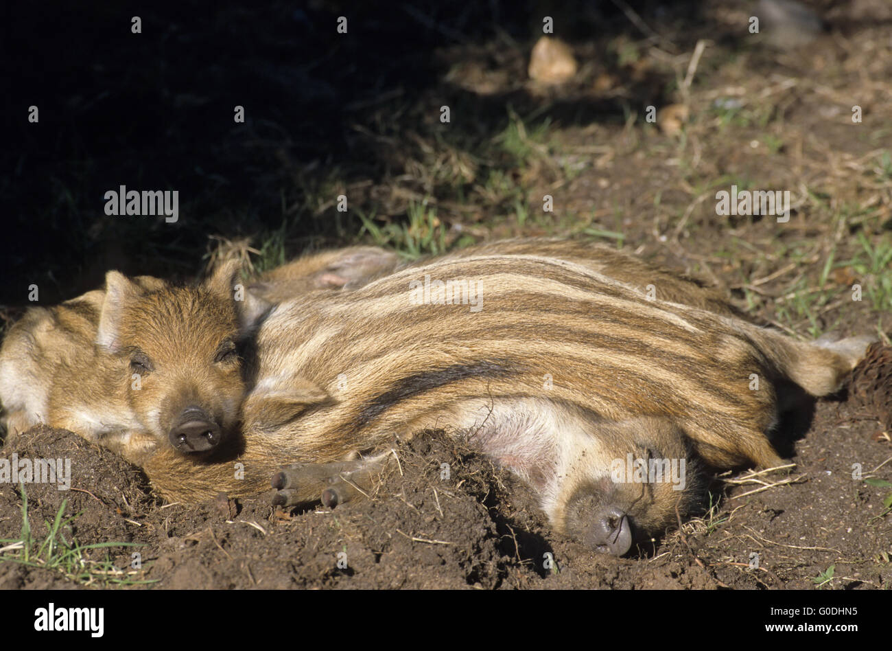 Wild Boar piglets lying close together and sleep Stock Photo - Alamy