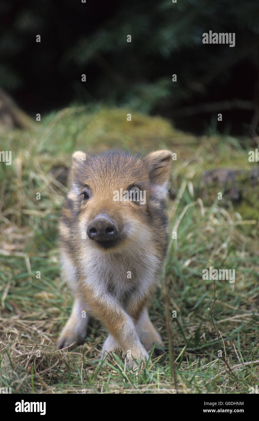 Baby wild boar hi-res stock photography and images - Alamy